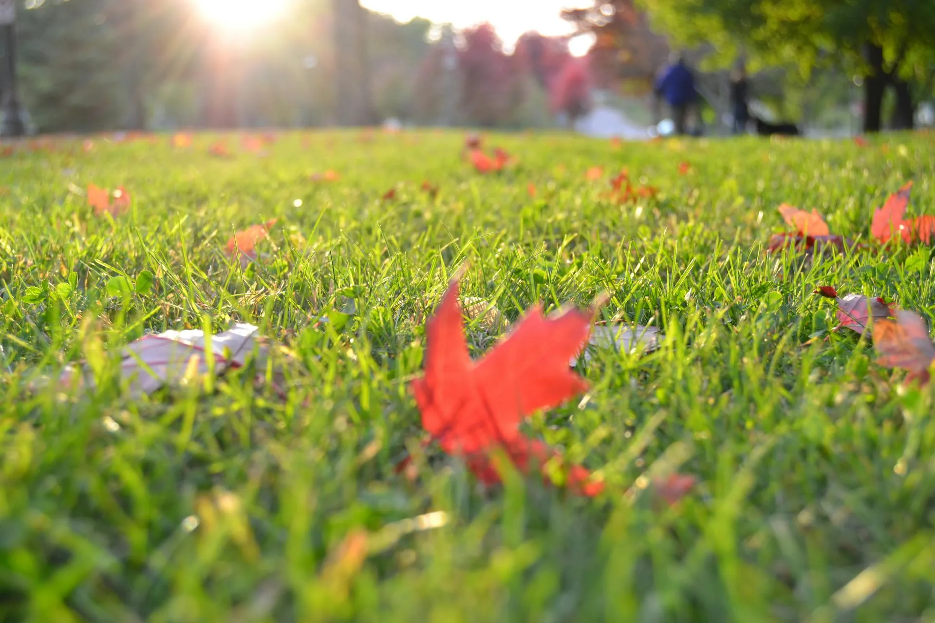 Fall Lawn Care Guide: Essential Tips & Checklist for a Healthy Yard ...